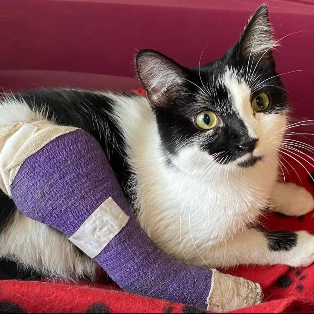 Heartland Golden Paw Gala - Heartland Animal Shelter